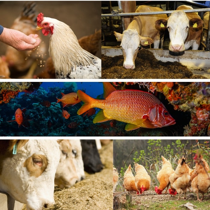 Enpro Feeds – Best Quality Animal Feed Raw Material